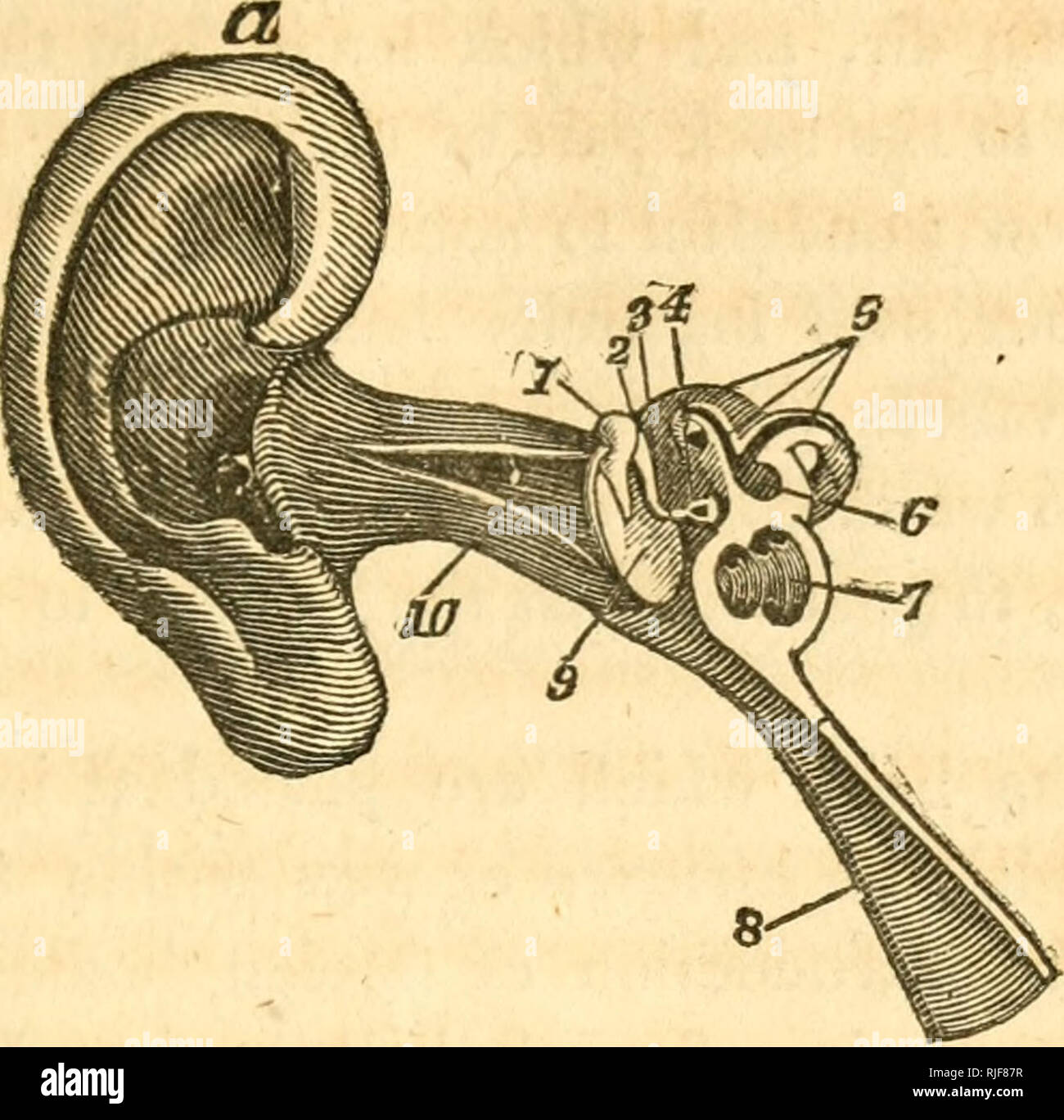 Conques tympanum Banque de photographies et d’images à haute résolution ...