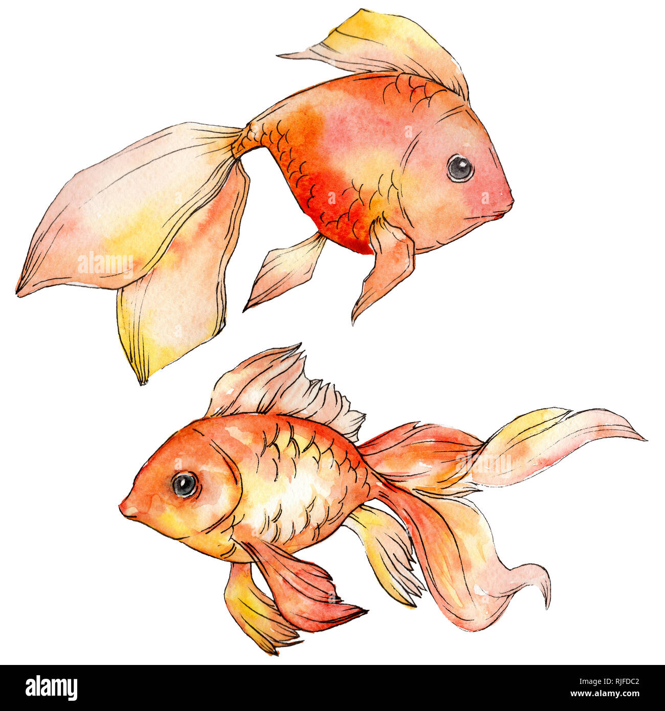 Aquarelle sous-marine aquatique poissons rouges tropicaux colorés. Mer ...