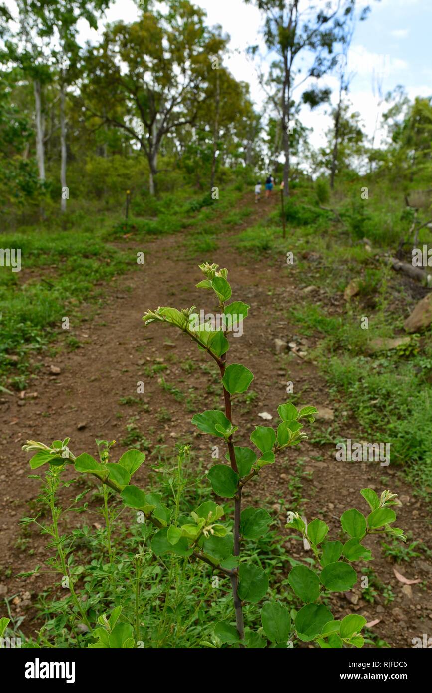 Regi Pandu Indien Jujube Dunks Masau Banque d'image et photos - Alamy