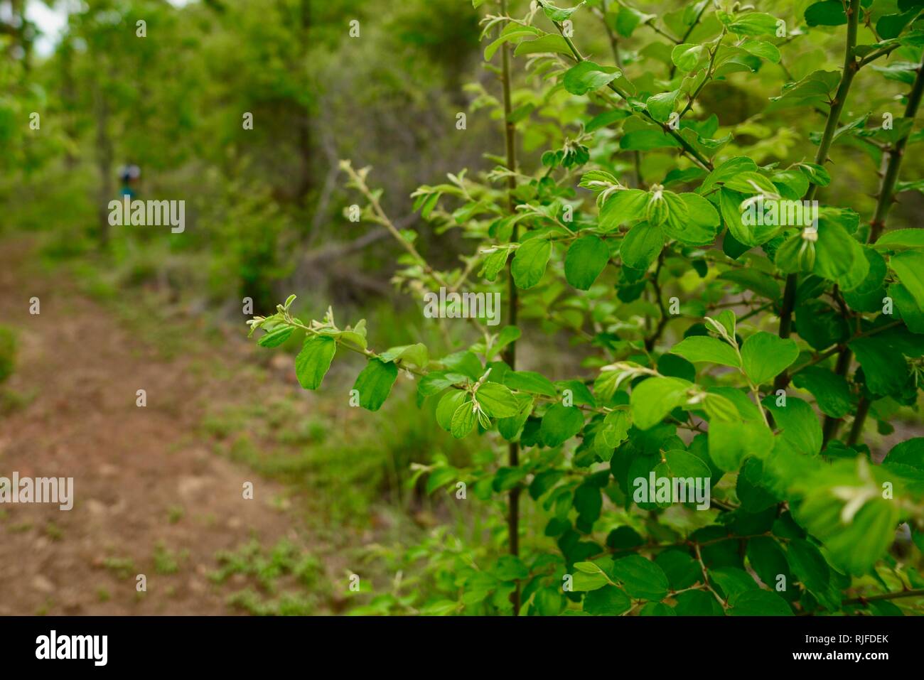 Regi pandu indien jujube dunks masau Banque de photographies et d ...