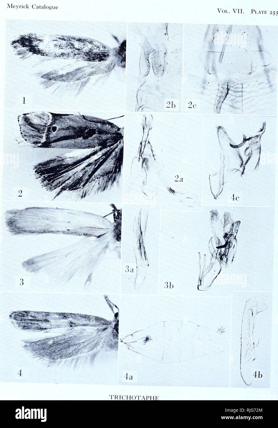 . Catalogue des spécimens types de Microlepidoptera au British Museum (Natural History) décrit ...
