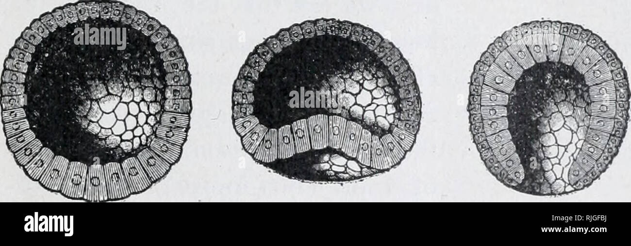 . Zoologie les débutants. Zoologie. Fig. 6. - Ovule de mammifère avec ...