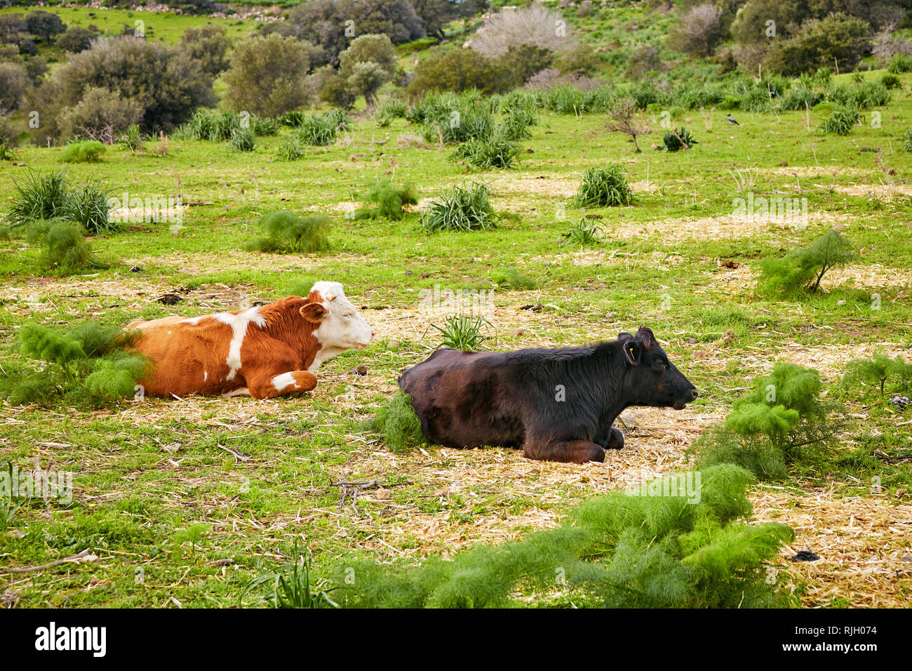 Champ de veau simmental bétail Banque de photographies et d’images à ...