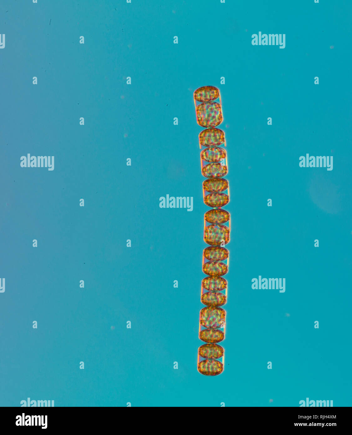 Microorganisme eau Banque de photographies et d’images à haute ...