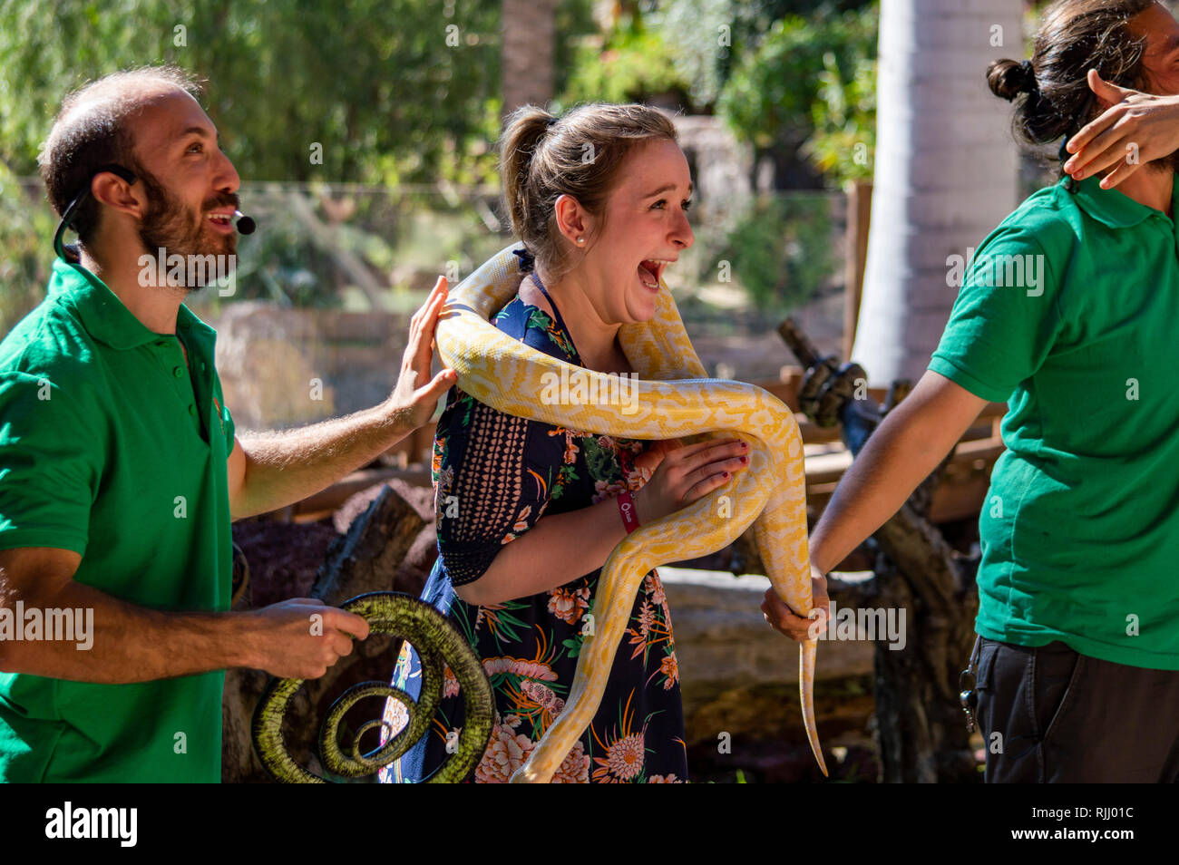 Un serpent à l'Oasis Park de Fuerteventura, Îles Canaries Photo Stock ...