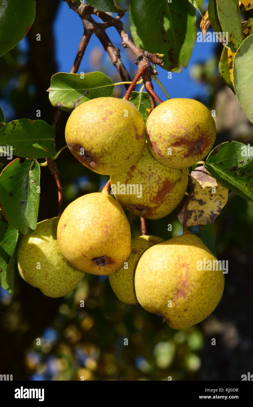 Poirier europeo Banque de photographies et d’images à haute résolution ...