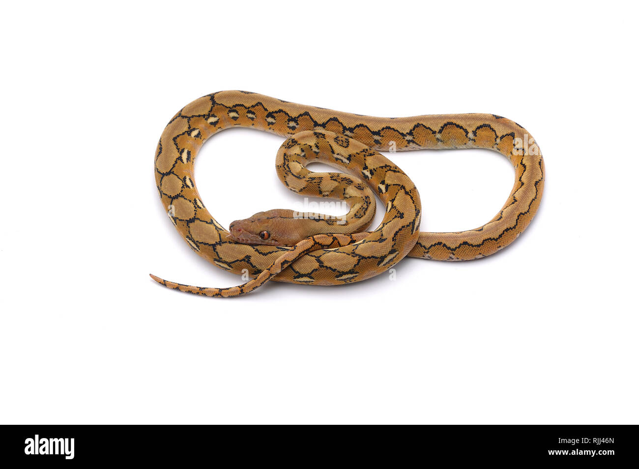 Juvenile reticulated python Banque de photographies et d’images à haute ...