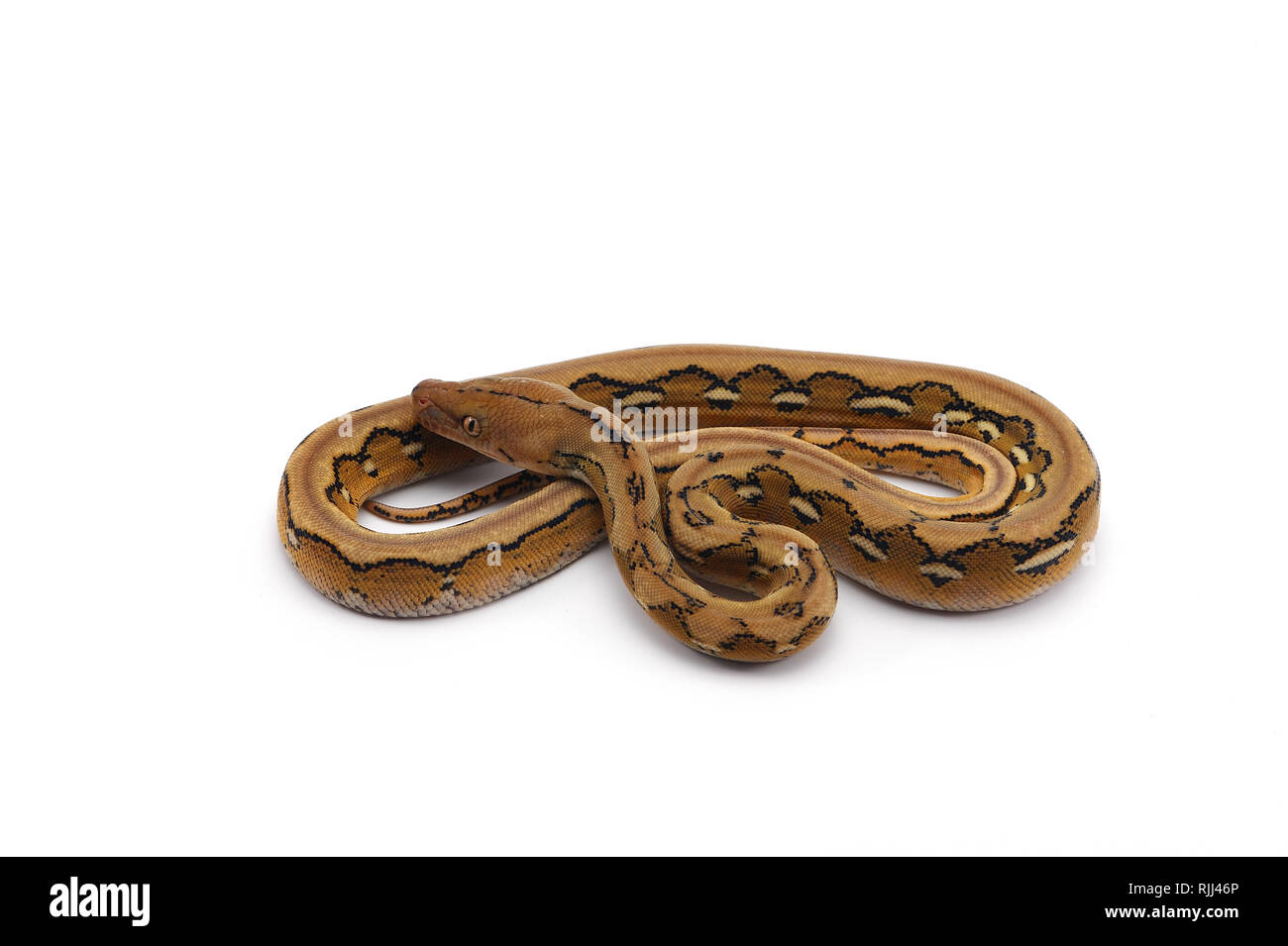 Juvenile reticulated python Banque de photographies et d’images à haute ...