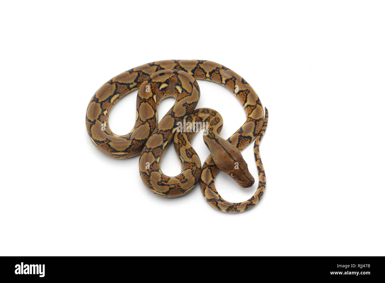 Juvenile reticulated python Banque de photographies et d’images à haute ...