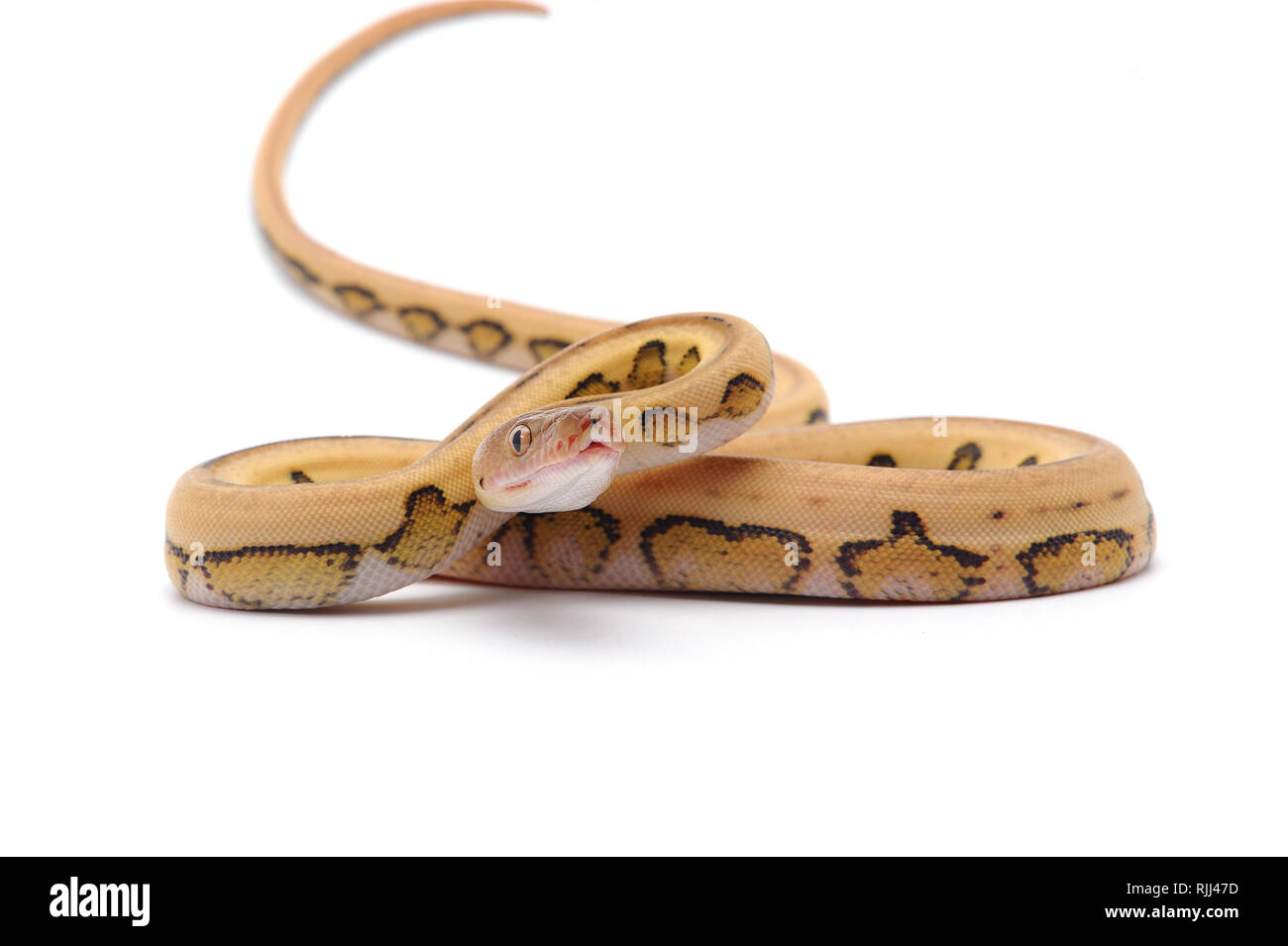 Juvenile reticulated python Banque de photographies et d’images à haute ...