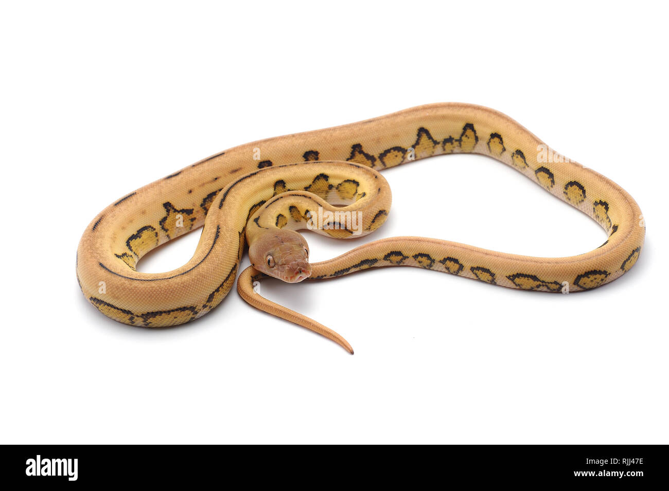 Juvenile reticulated python Banque de photographies et d’images à haute ...