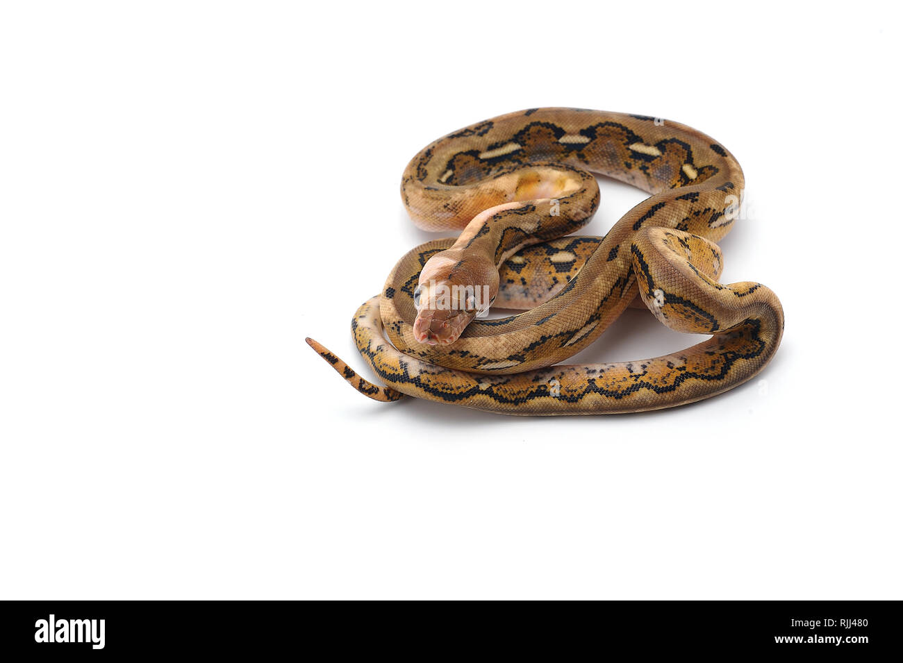 Juvenile reticulated python Banque de photographies et d’images à haute ...