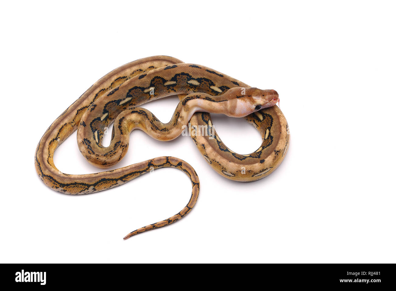 Juvenile reticulated python Banque de photographies et d’images à haute ...