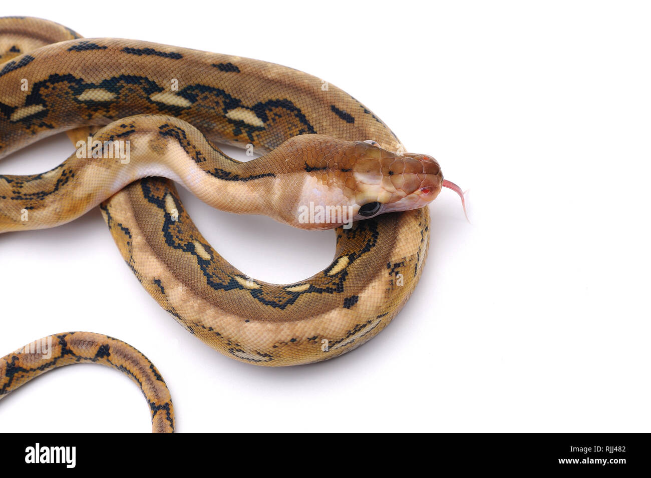 Juvenile reticulated python Banque de photographies et d’images à haute ...