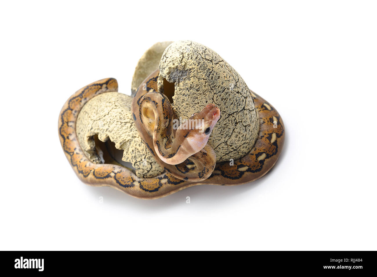 Juvenile reticulated python Banque de photographies et d’images à haute ...