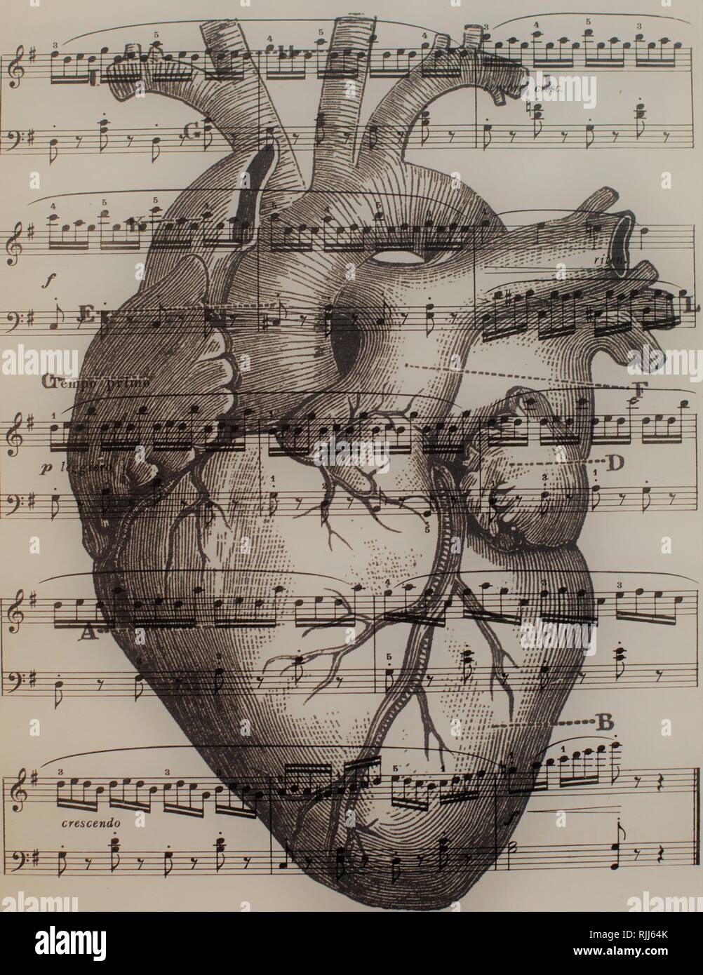 Anatomical heart music Banque de photographies et d’images à haute ...