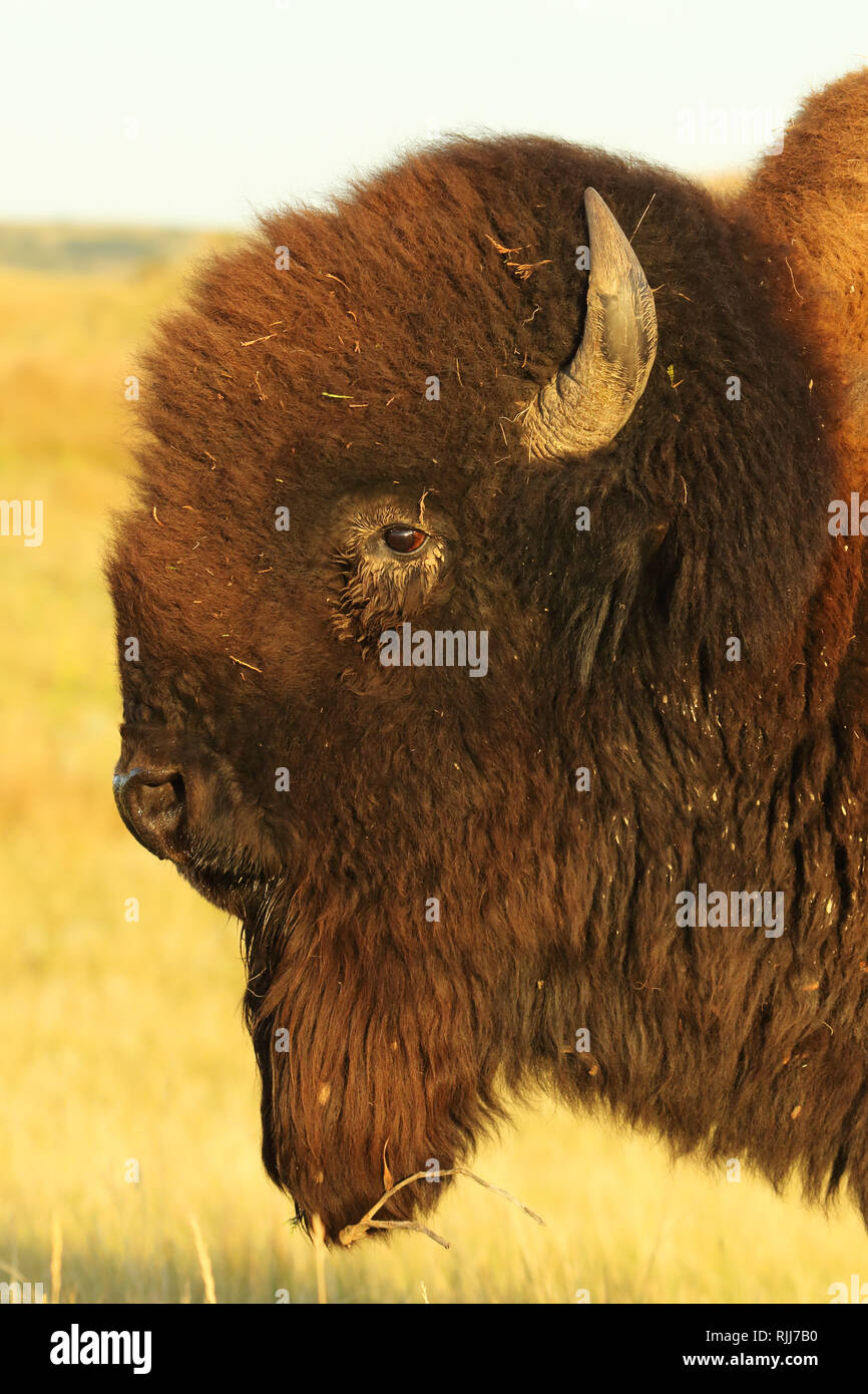 Le portrait d'un Bison d'Amérique dans une prairie Photo Stock - Alamy