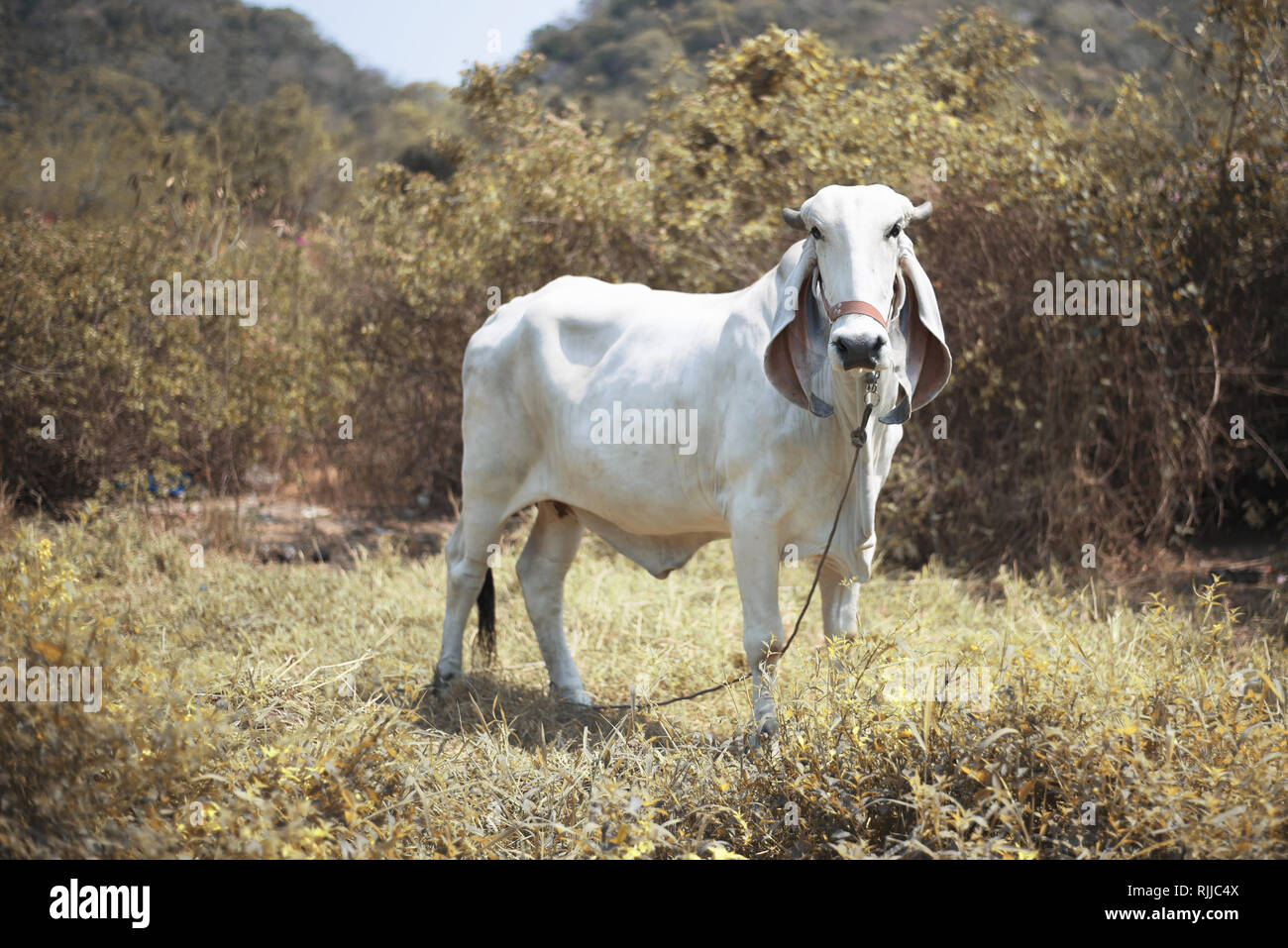 Thai cow Banque de photographies et d’images à haute résolution - Alamy