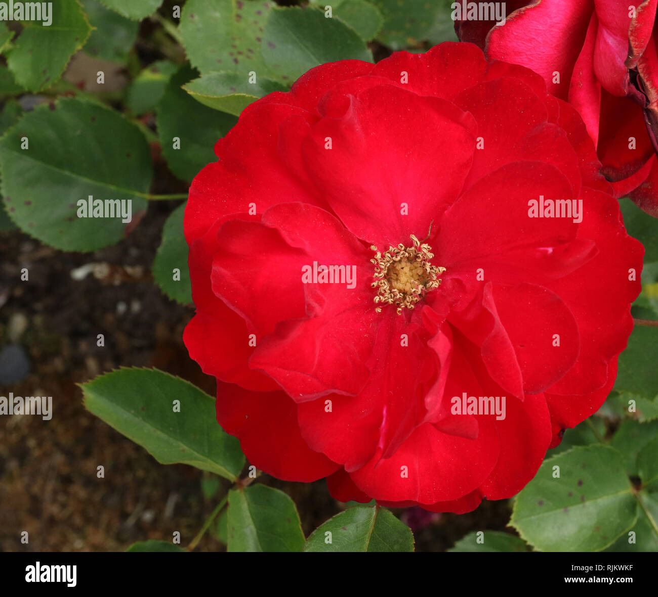 Rose lili marlene Banque de photographies et d’images à haute ...