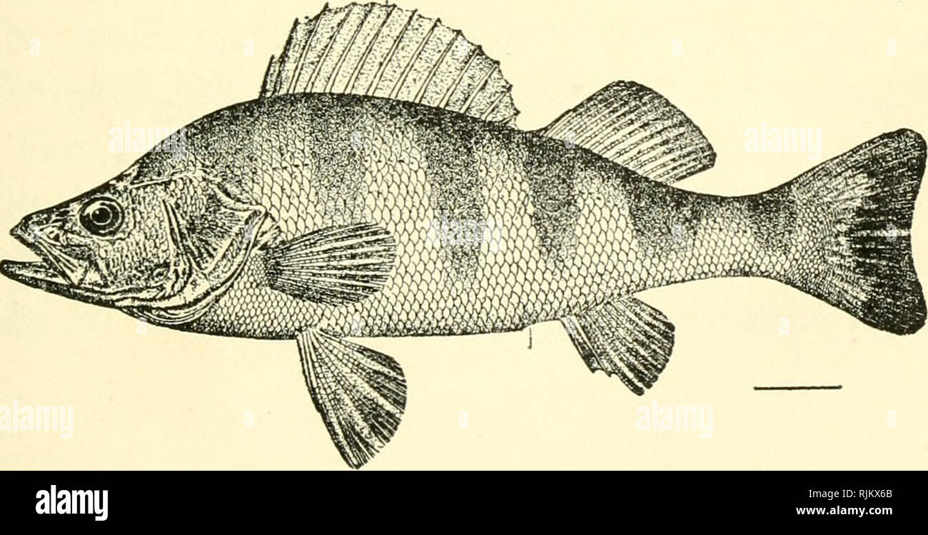 Perca flavescens Banque de photographies et d’images à haute résolution ...