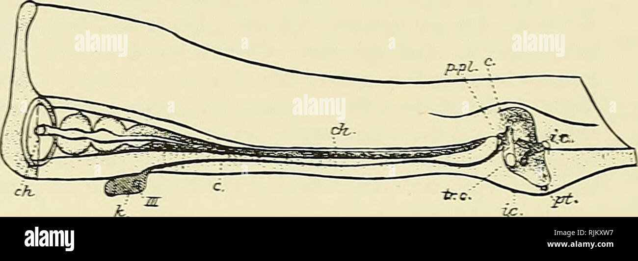Requin à collerette Banque de photographies et d’images à haute ...