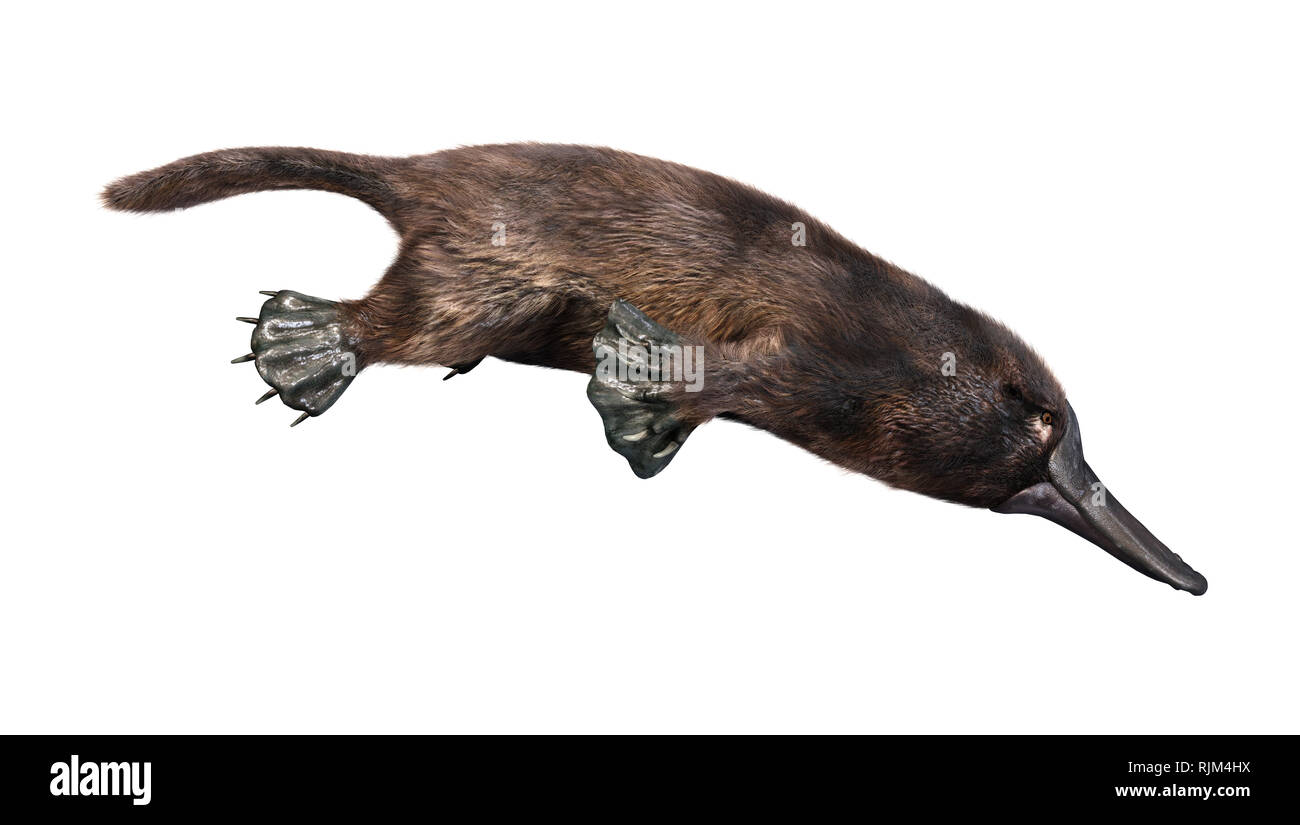 Le rendu 3D d'un ornithorynque ou Ornithorhynchus anatinus isolé sur ...