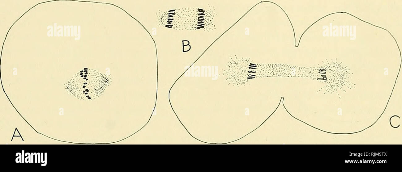 . L'Bashford Dean memorial volume :. Poissons, requins, poissons ...