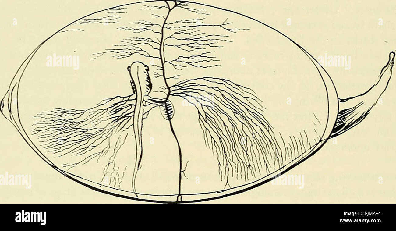 Requin à collerette Banque de photographies et d’images à haute ...