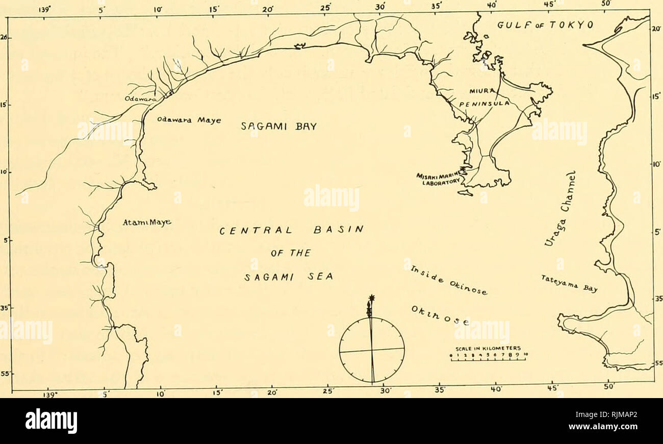 Requin à collerette Banque de photographies et d’images à haute ...