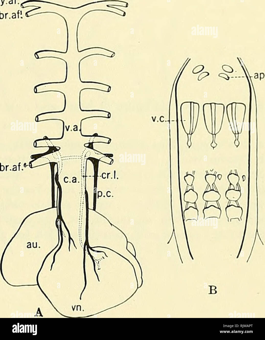 . L'Bashford Dean memorial volume :. Poissons, requins, poissons ...