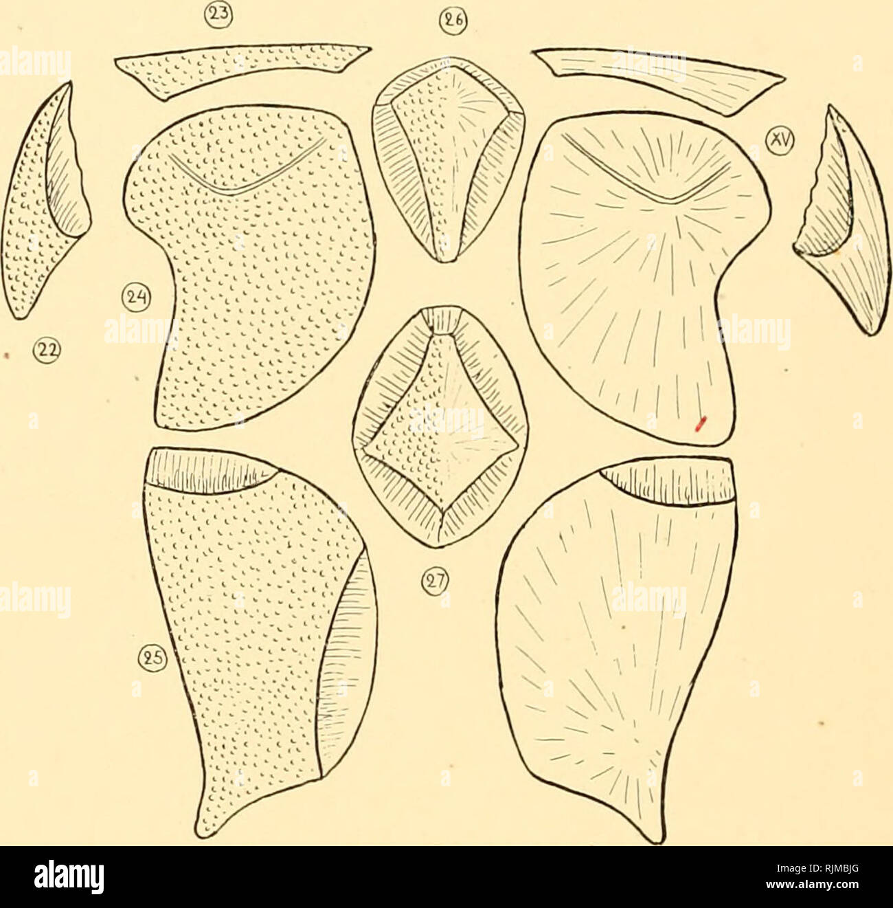. L'Bashford Dean memorial volume : poissons archaïques. Poissons ...