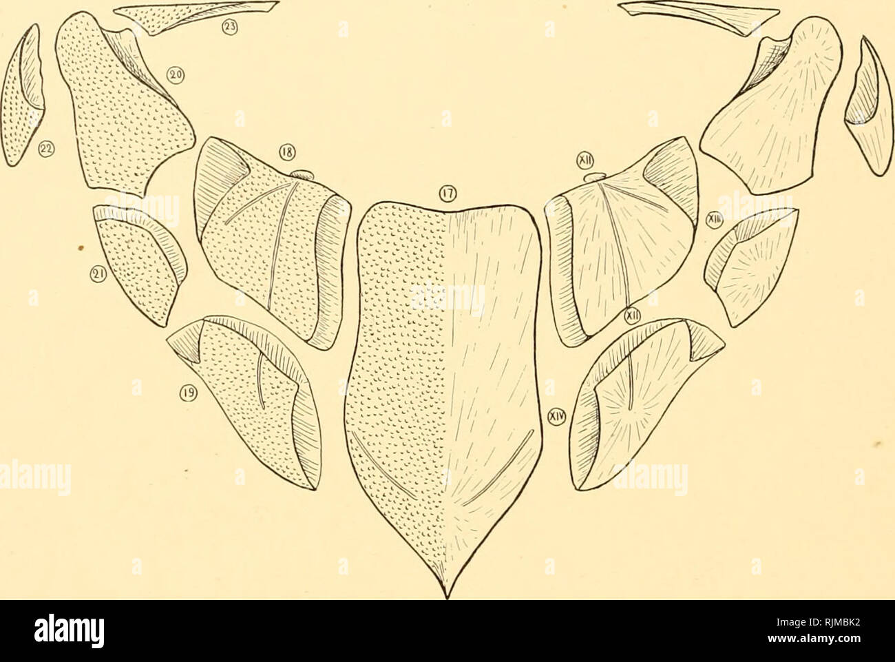 . L'Bashford Dean memorial volume : poissons archaïques. Poissons ...
