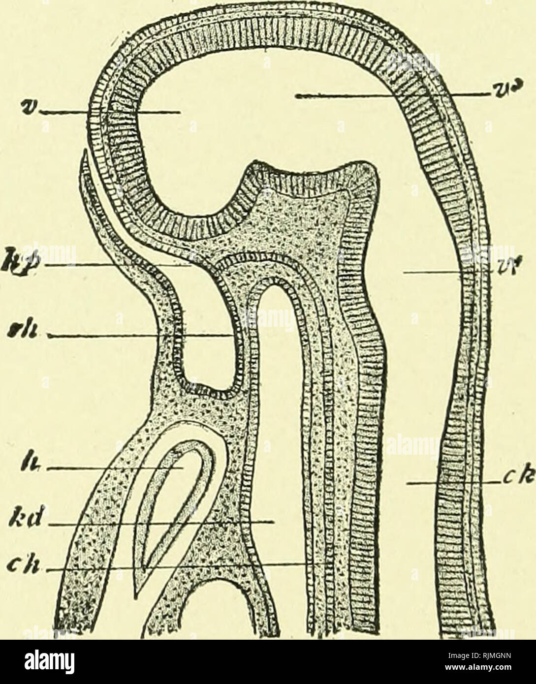 Intestin primitif Banque de photographies et d’images à haute ...