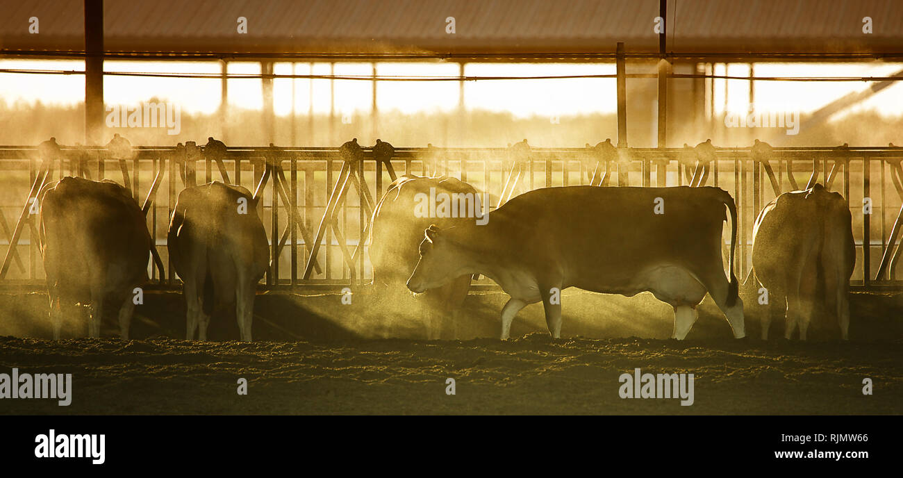 Alimentation du bétail laitier dans la soirée et de la poussière en ...