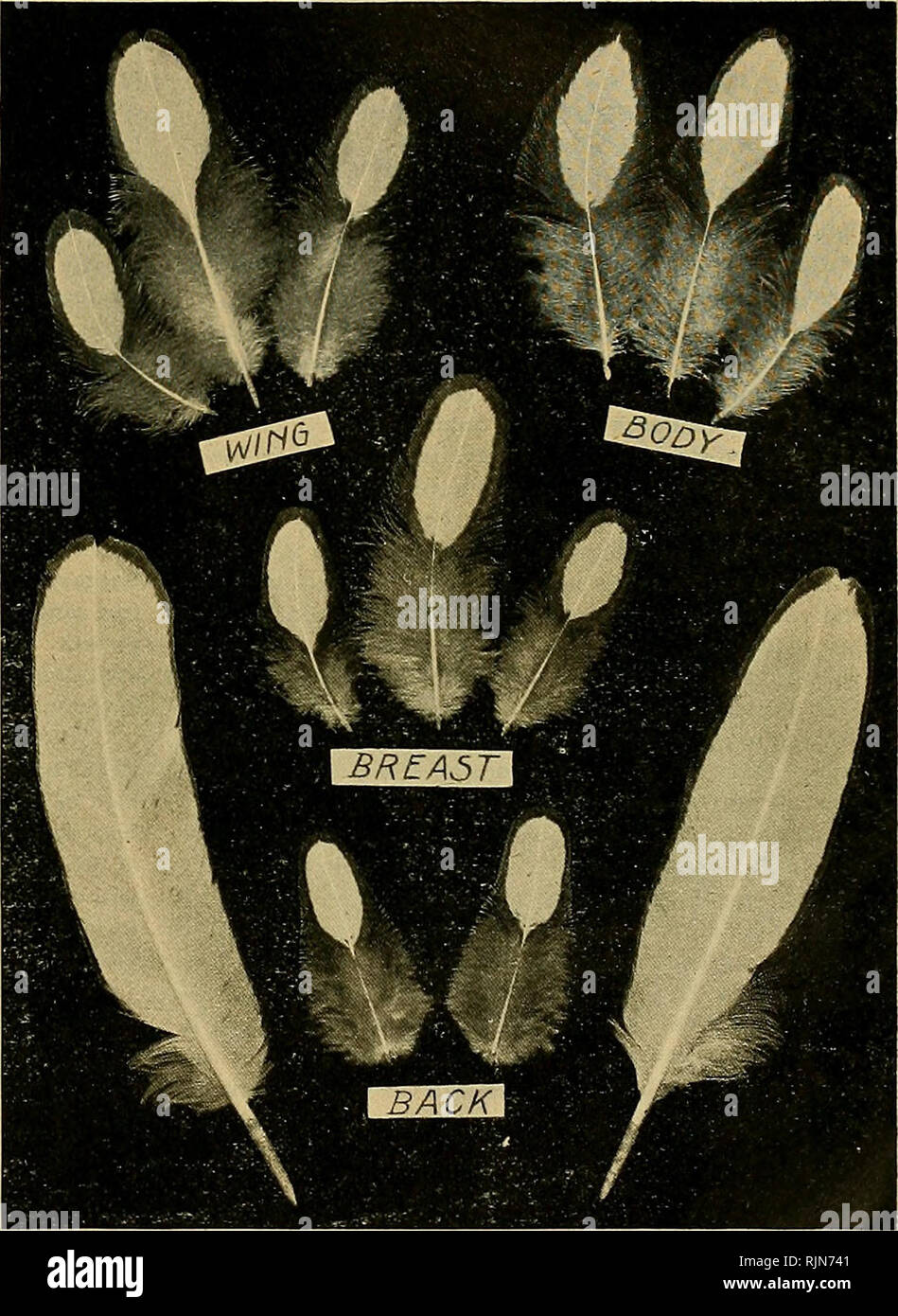 . Les poules bantam ; une description de toutes les espèces et variétés ...