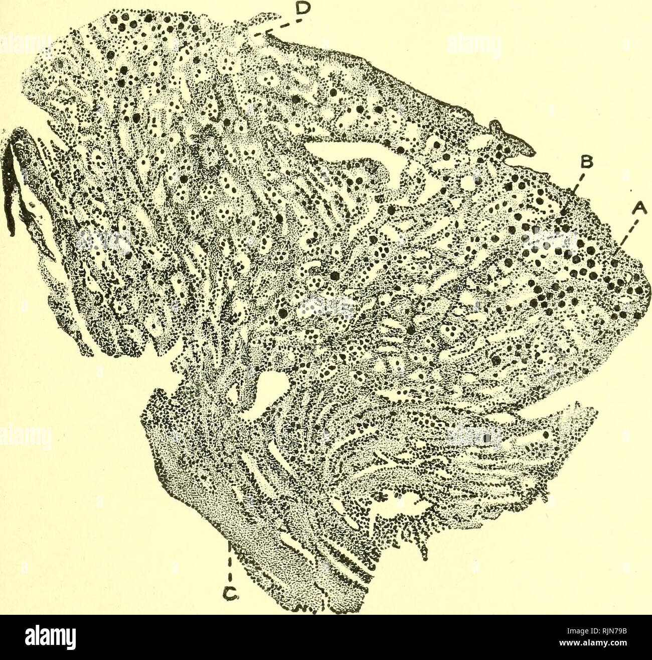 . Bactériologie et pathologie [ressource électronique]. L'ophtalmologie ...