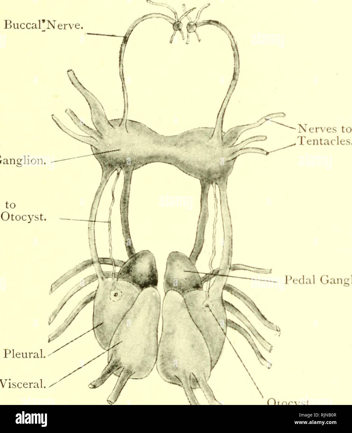 Organes d'escargot Banque de photographies et d’images à haute ...