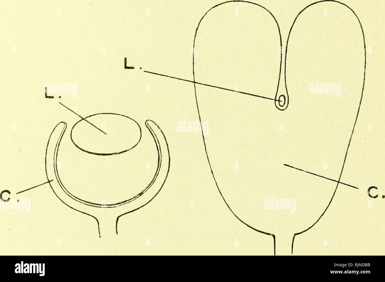 Kyste oculaire Banque de photographies et d’images à haute résolution ...