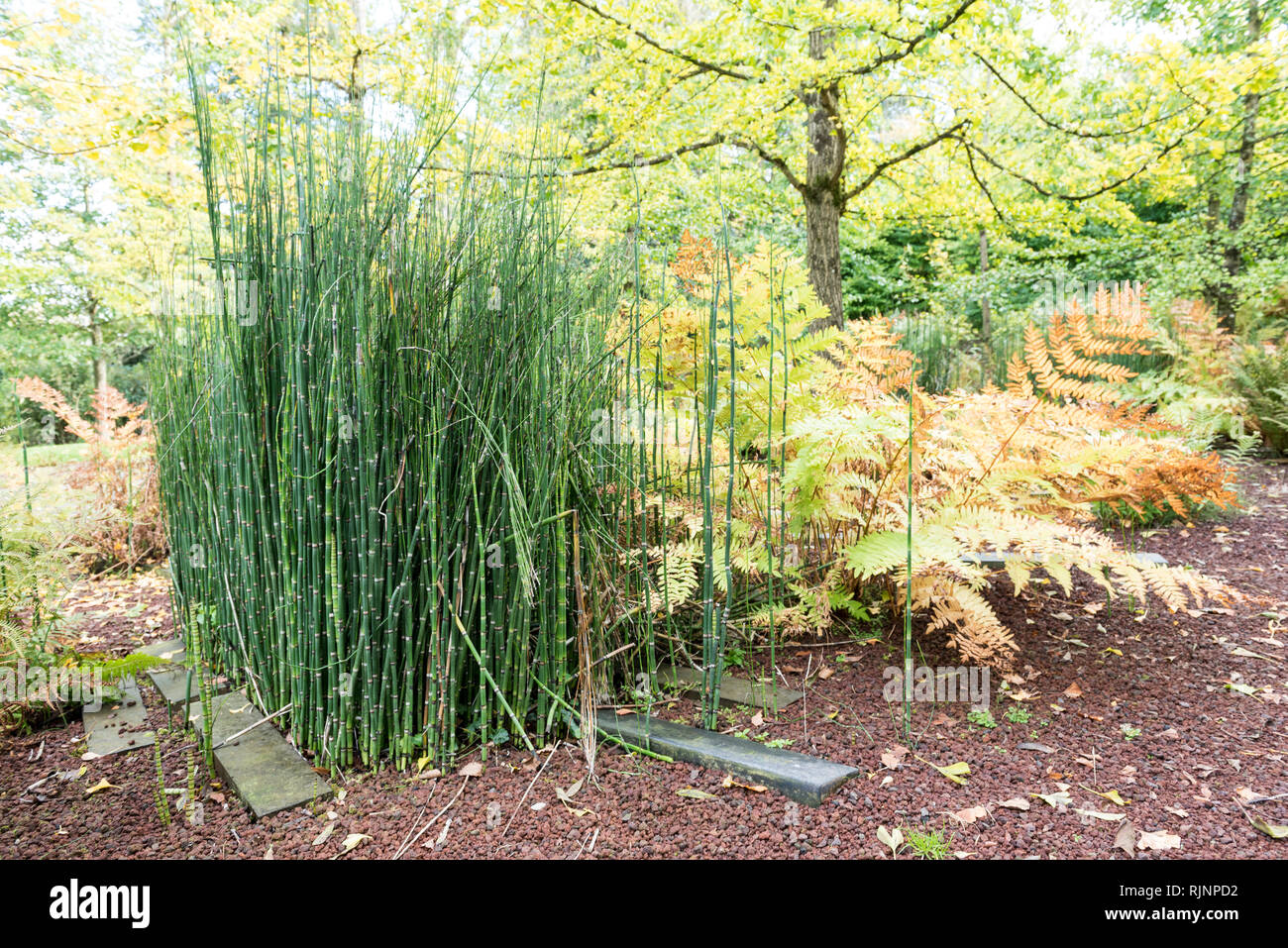 Prêle géante equisetum sp Banque de photographies et d’images à haute ...