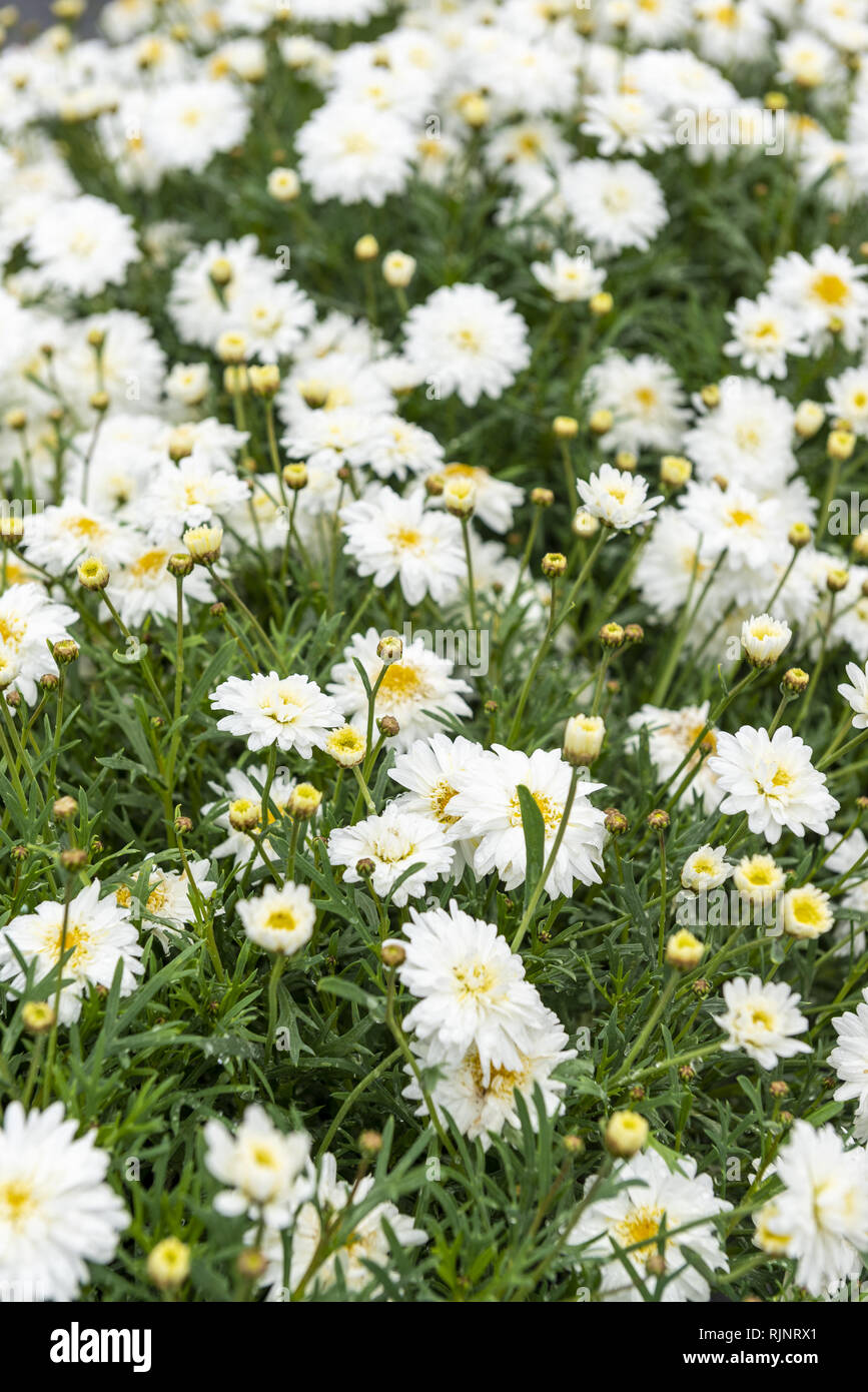Anthemis frutescens Banque de photographies et d’images à haute ...