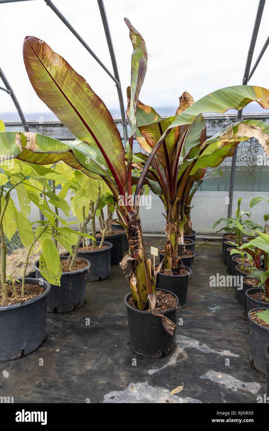 Plants de bananiers plantain Banque de photographies et d’images à ...