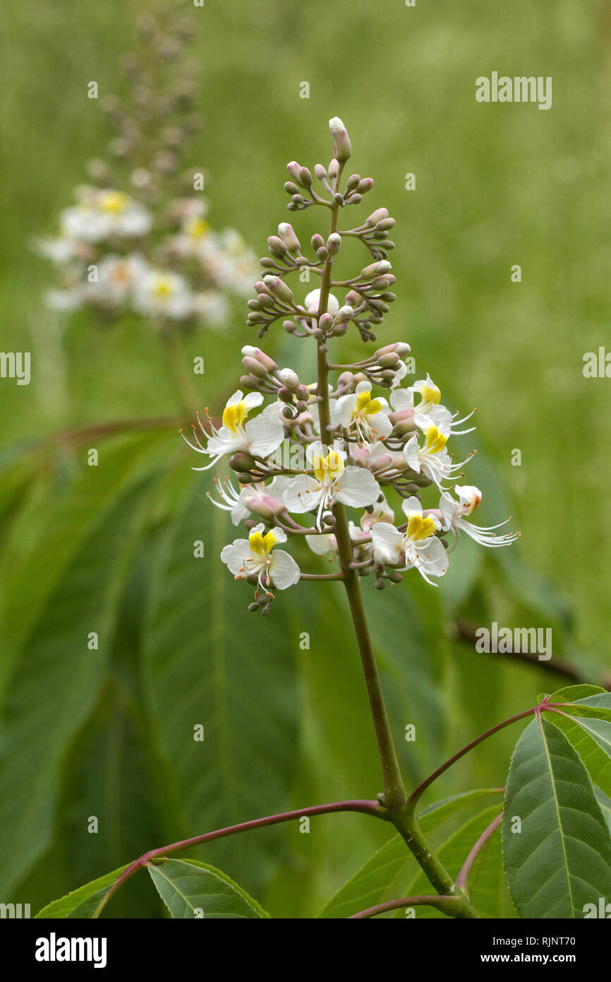 Aesculus chinensis Banque de photographies et d’images à haute ...