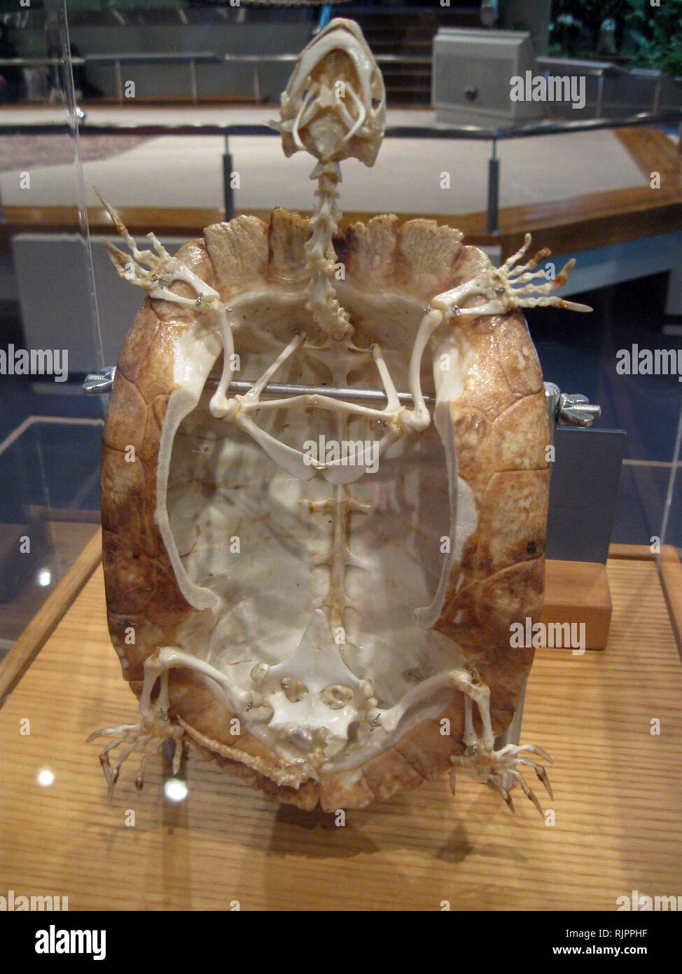 Anatomie de la tortue Photo Stock - Alamy