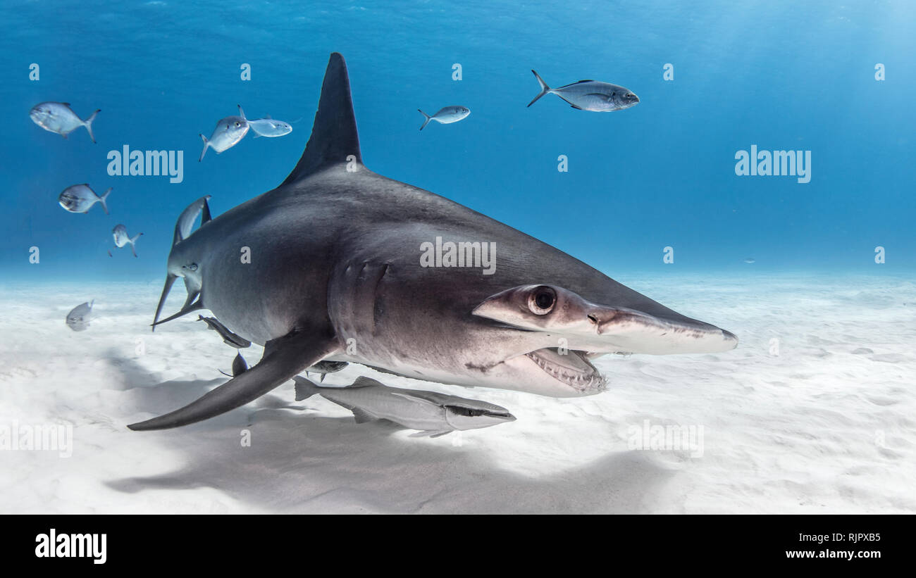 Grand requin marteau en banc de poissons, Alice Town, Bimini, Bahamas ...