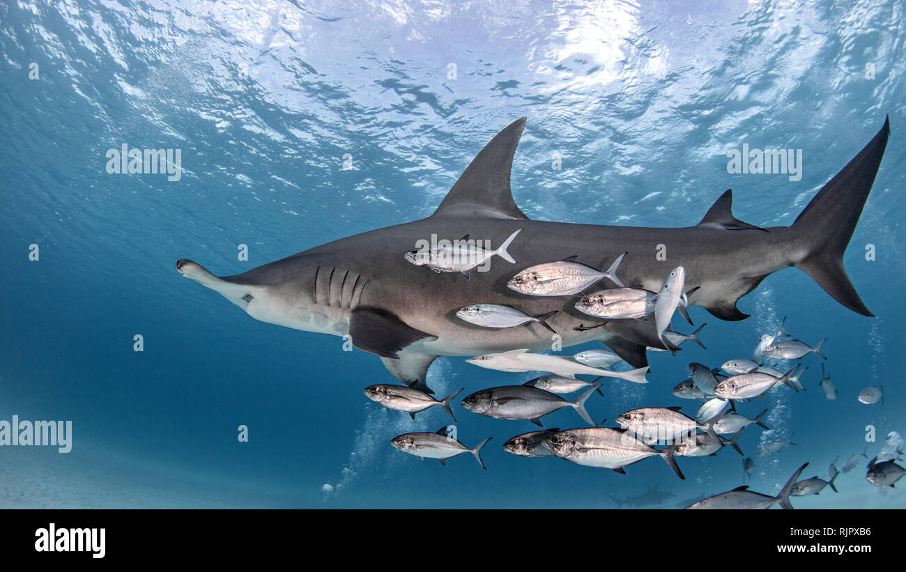 Grand requin marteau en banc de poissons, Alice Town, Bimini, Bahamas ...