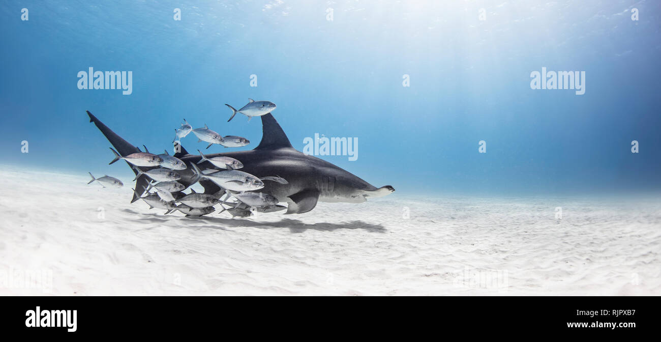 Grand requin marteau en banc de poissons, Alice Town, Bimini, Bahamas ...