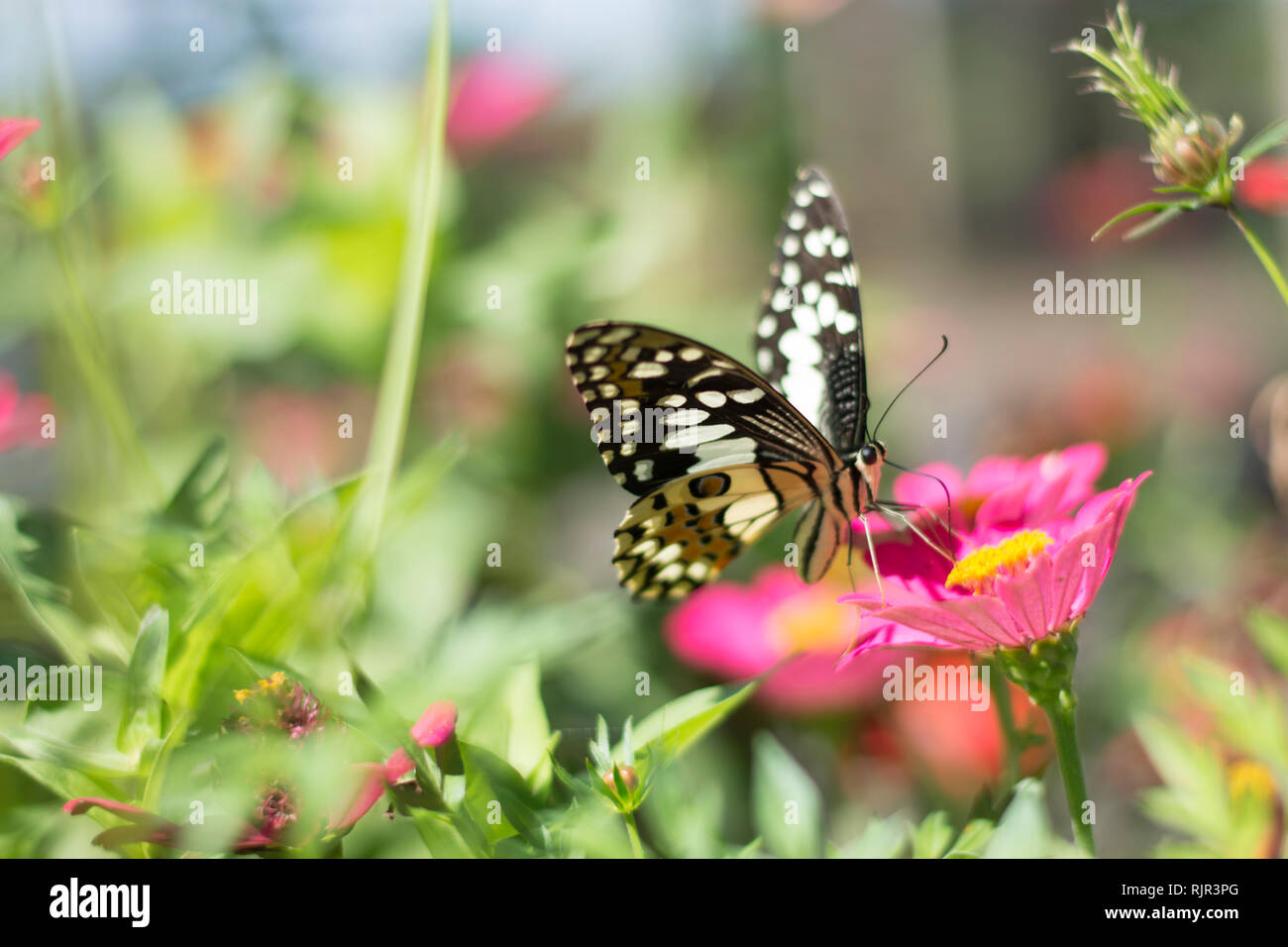 Papillons de printemps Banque de photographies et d’images à haute ...