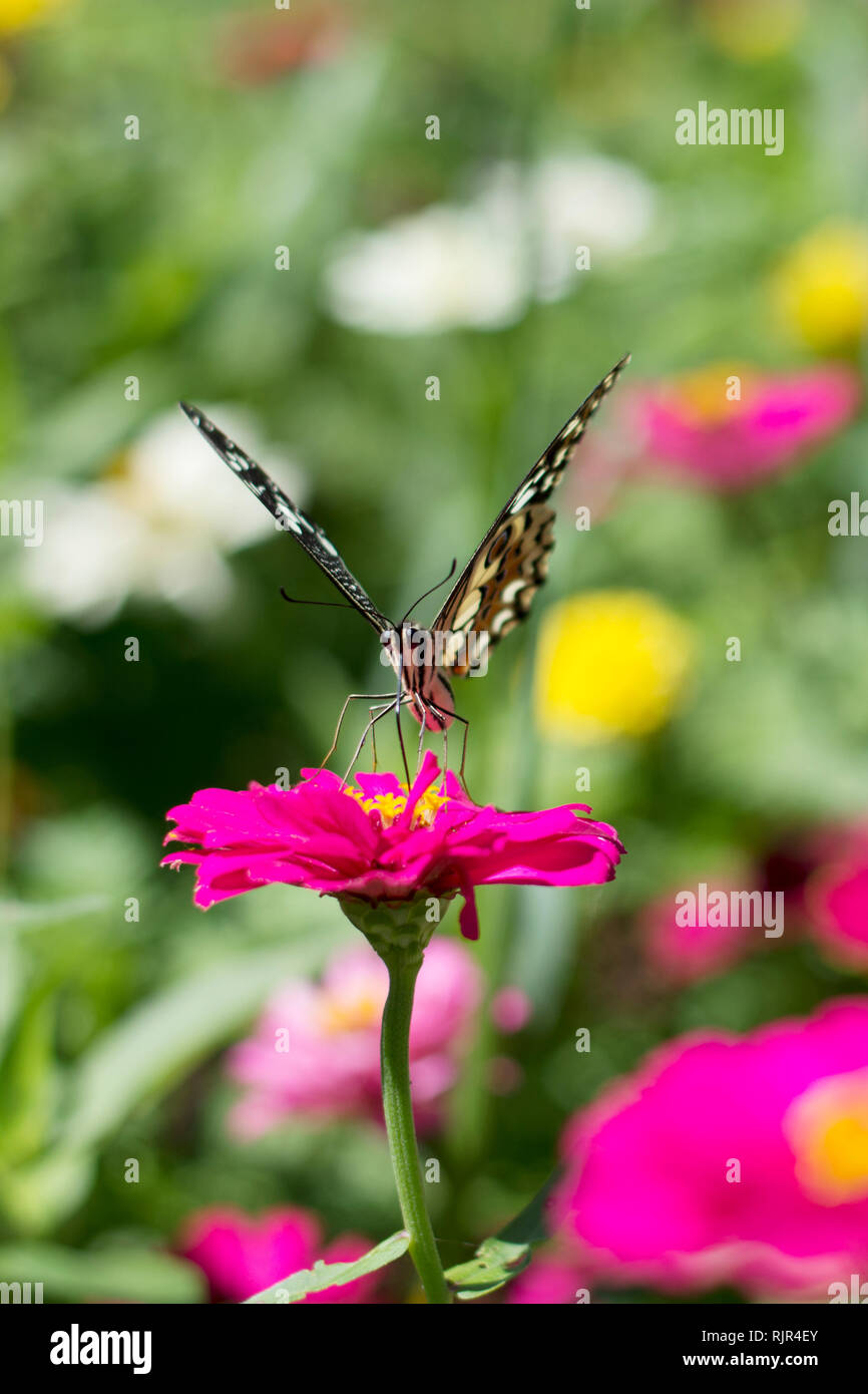 Papillons au printemps Banque de photographies et d’images à haute ...
