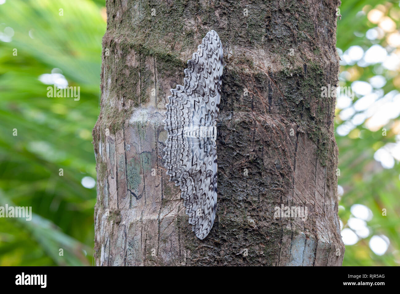 Papillon géant Thysania agrippina sur un cocotier palmier dans le parc ...