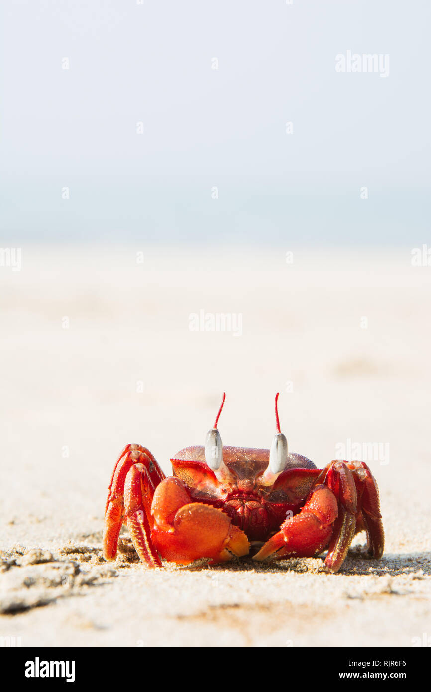 Gros crabe rouge Banque de photographies et d’images à haute résolution ...